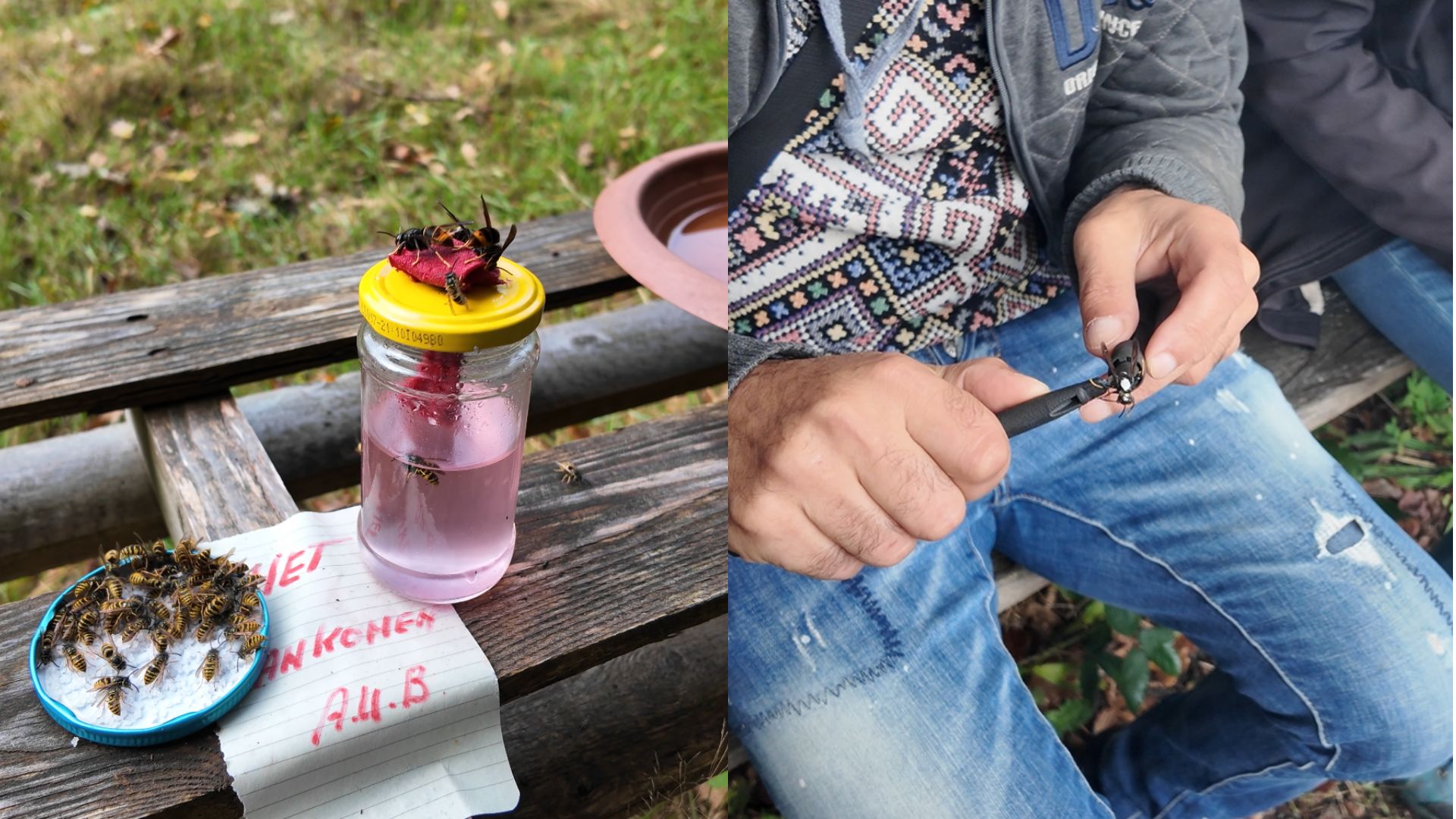 VRMG, de omroep voor de Noord-West Veluwe - Aziatische hoornaar in ...
